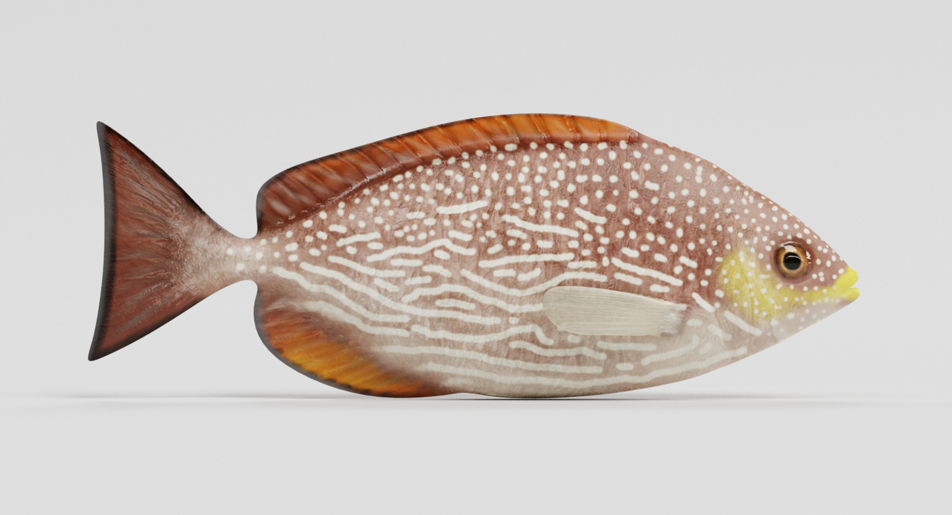 Java Rabbitfish 3D Model - TurboSquid 1246664