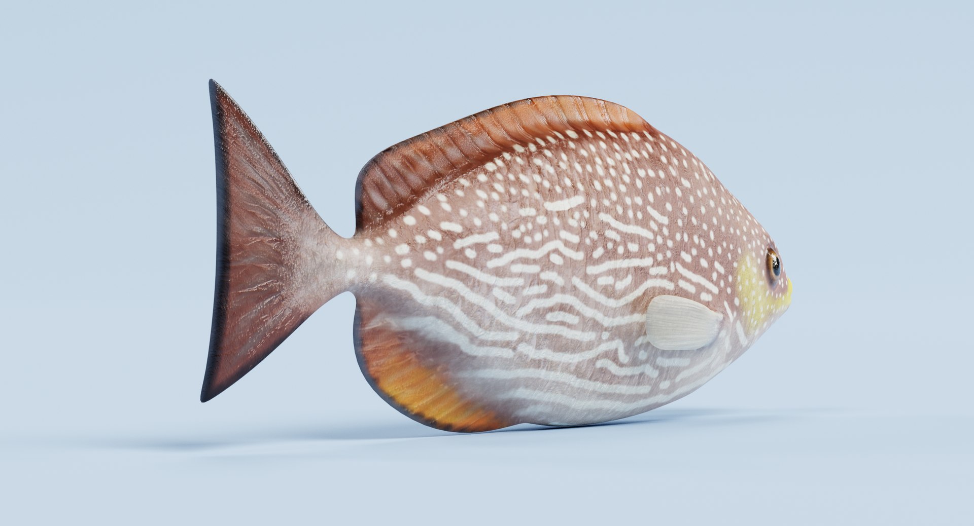 Java Rabbitfish 3D Model - TurboSquid 1246664