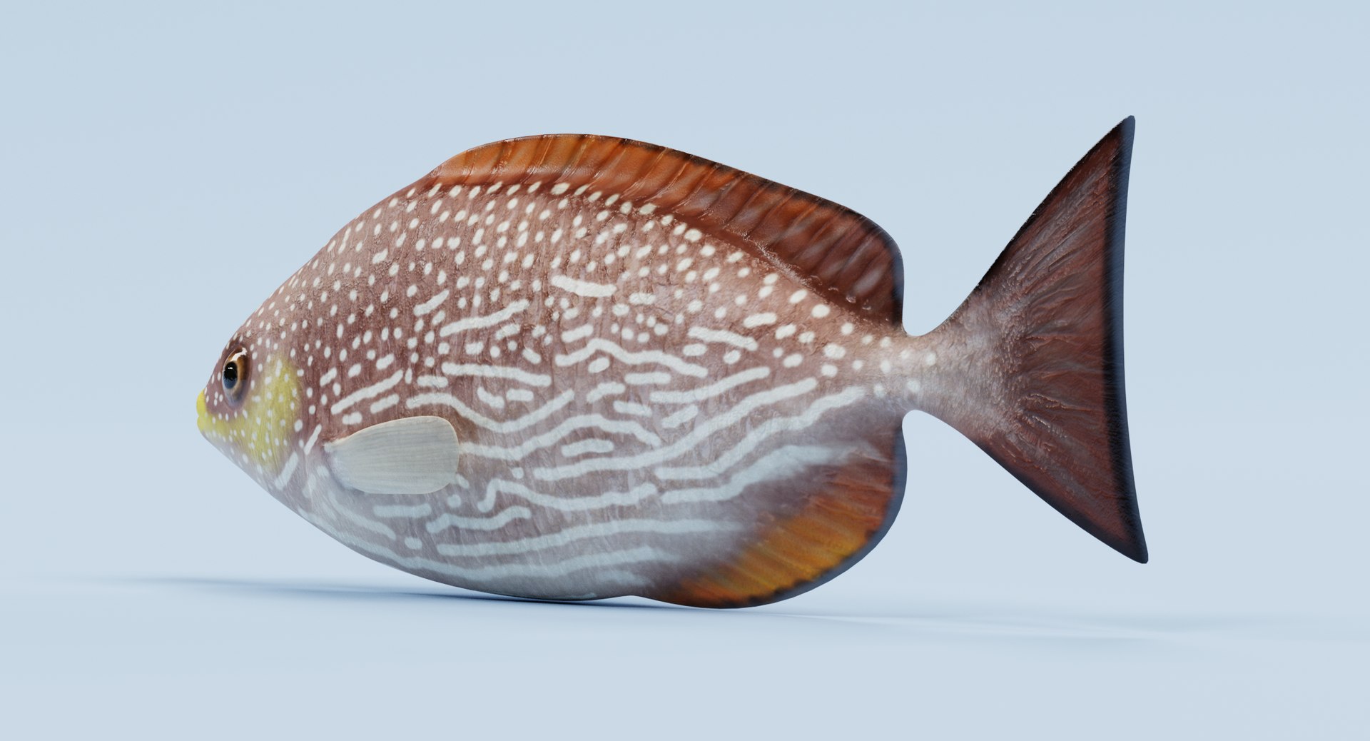 Java Rabbitfish 3D Model - TurboSquid 1246664