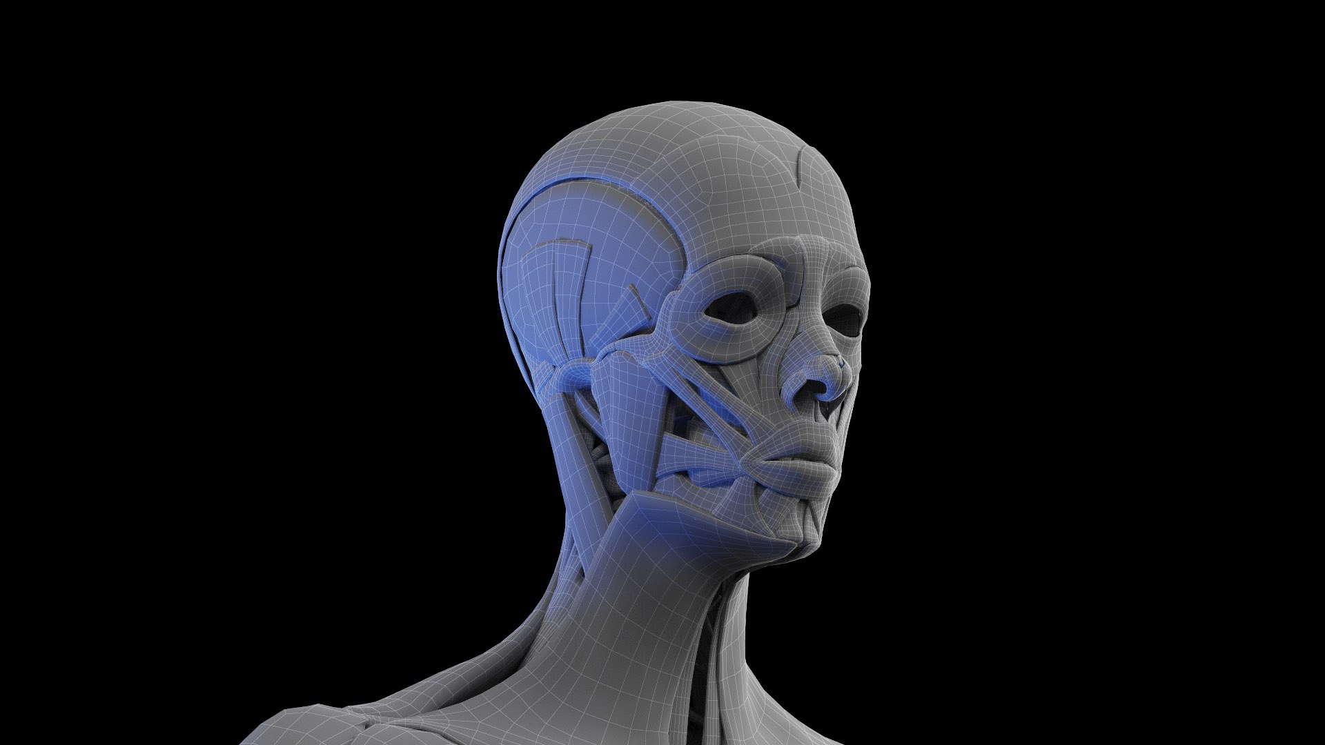 Female Muscular and Skeletal Systems 3D - TurboSquid 2010711