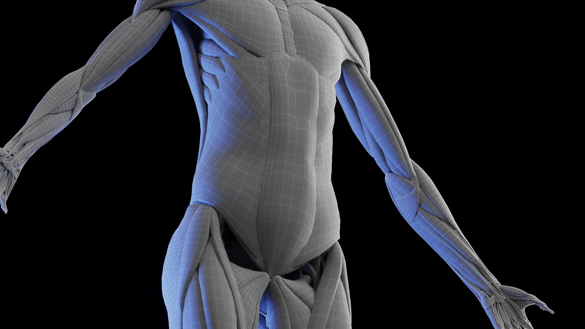 Female Muscular and Skeletal Systems 3D - TurboSquid 2010711