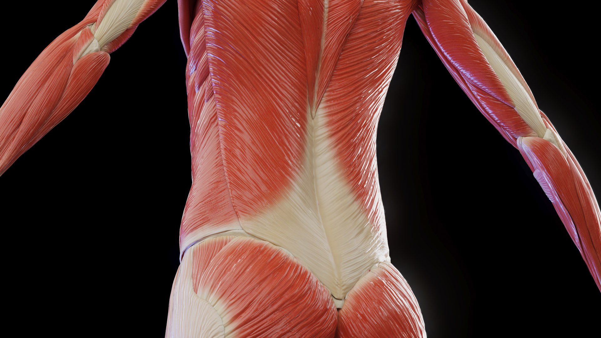 Female Muscular And Skeletal Systems 3D - TurboSquid 2010711