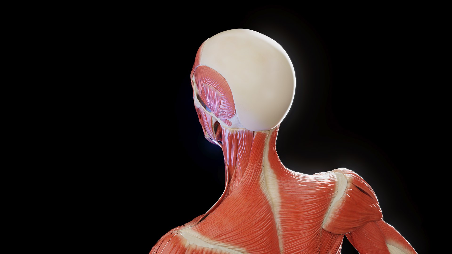 Female Muscular and Skeletal Systems 3D - TurboSquid 2010711