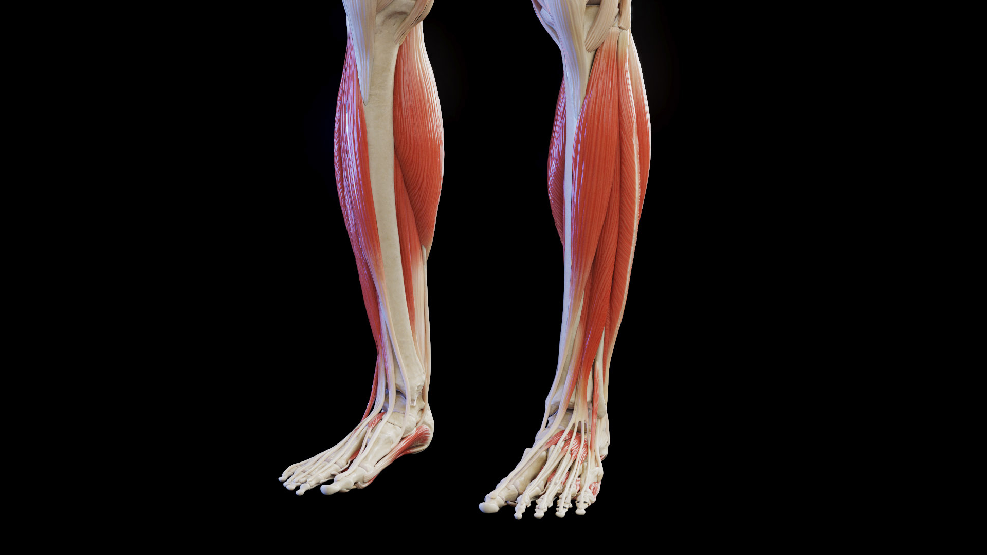 Female Muscular and Skeletal Systems 3D - TurboSquid 2010711
