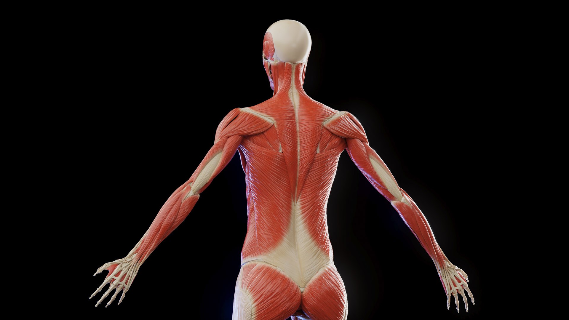 Female Muscular And Skeletal Systems 3D - TurboSquid 2010711