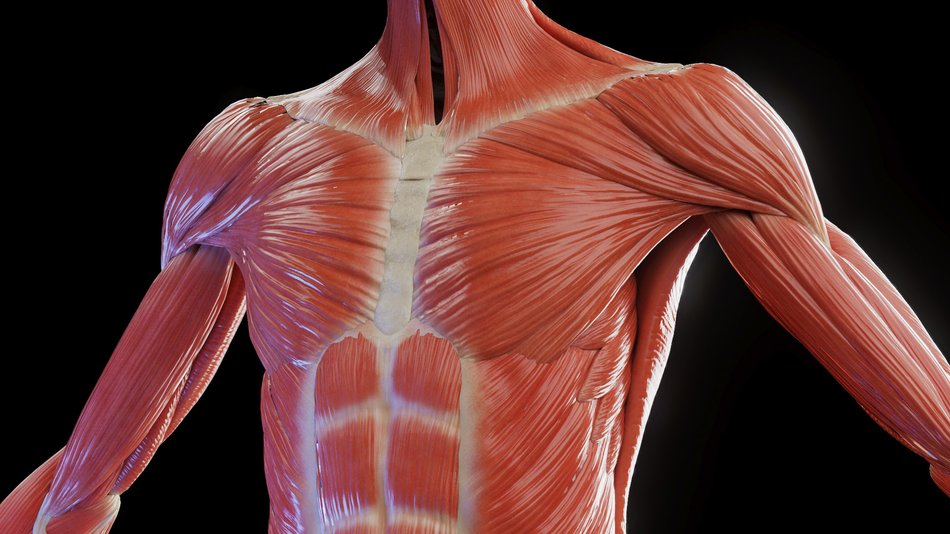 Female Muscles Anatomy Female Muscle Anatomy By Scott Camazine