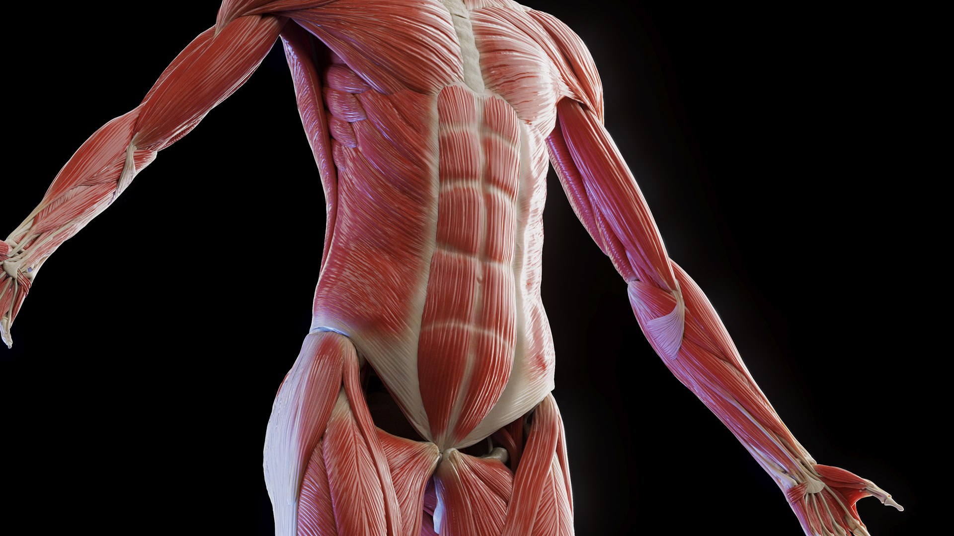 Female Muscular And Skeletal Systems 3D - TurboSquid 2010711