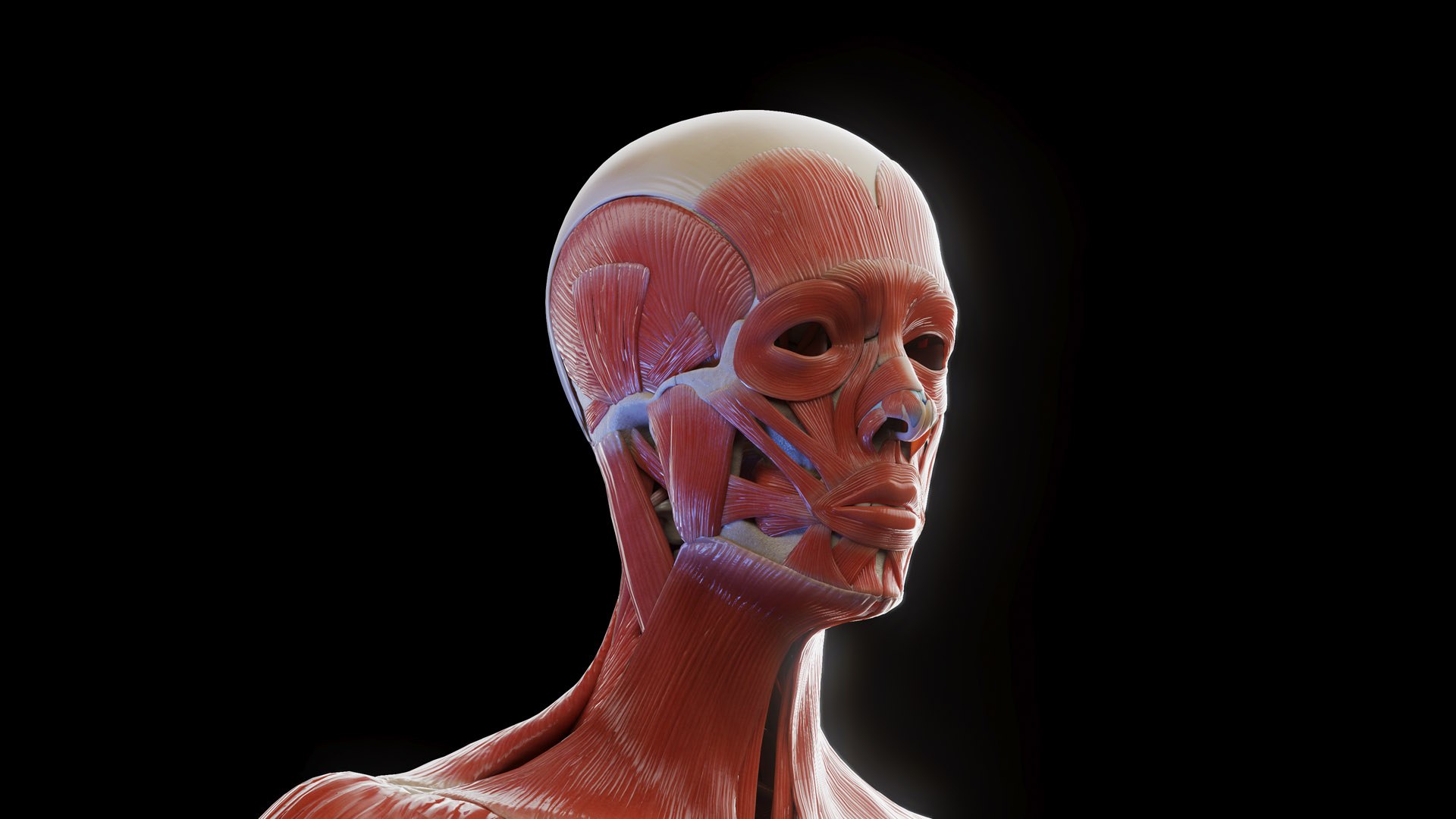 Female Muscular and Skeletal Systems 3D - TurboSquid 2010711