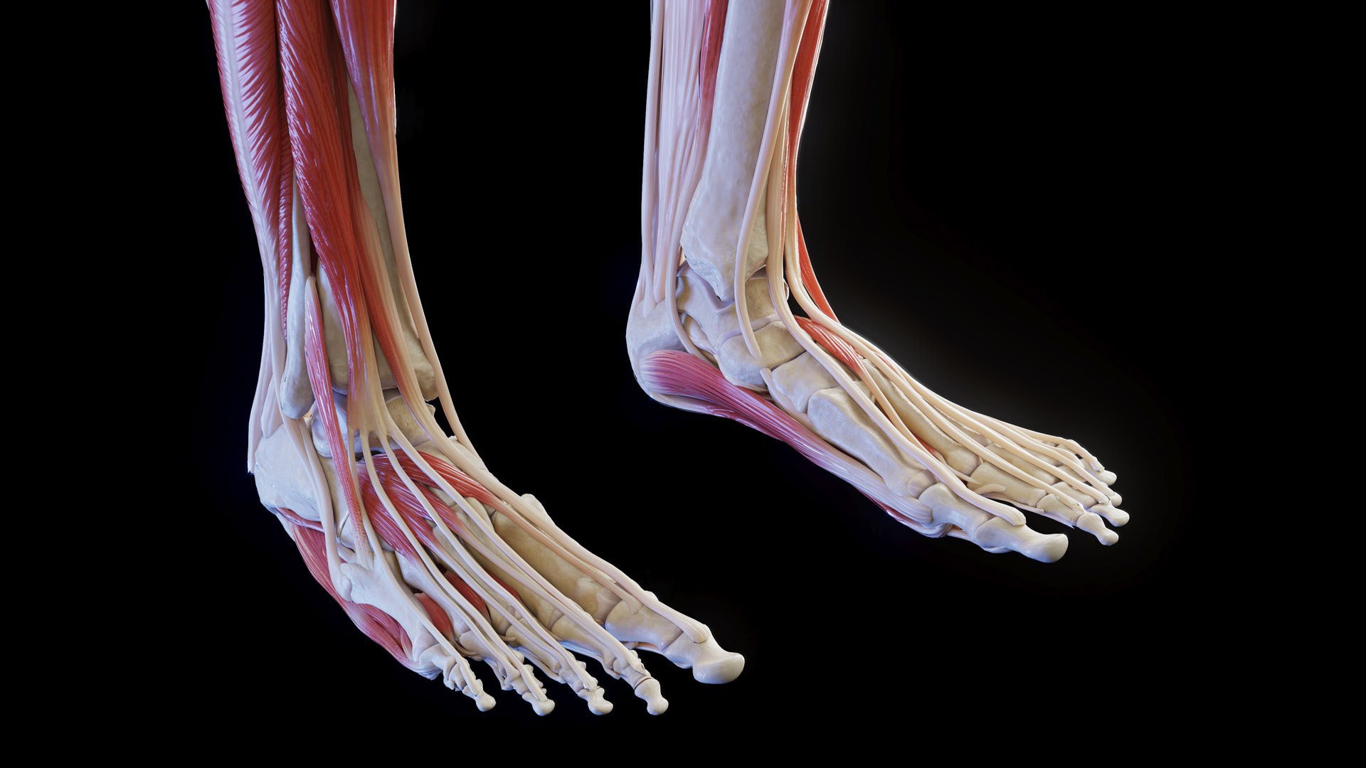 Female Muscular And Skeletal Systems 3D - TurboSquid 2010711