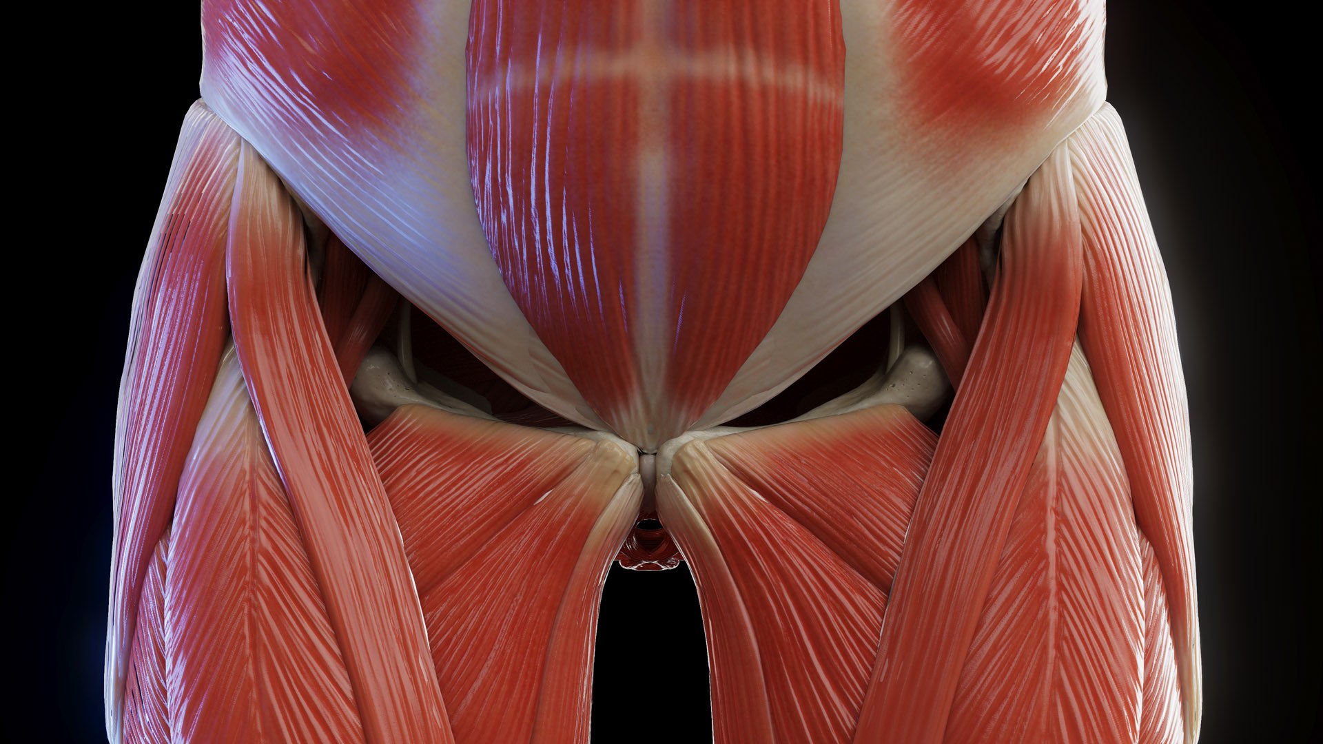 Female Muscular And Skeletal Systems 3D - TurboSquid 2010711