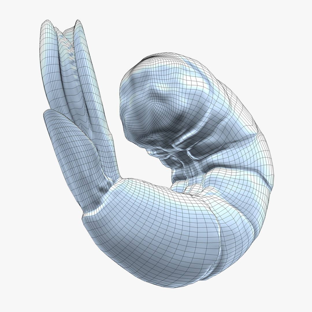 3d C4d Shrimp