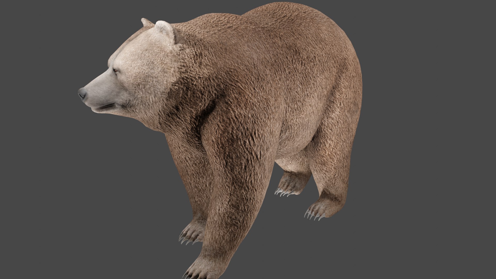 Bear Realestic 3d Model Model - TurboSquid 2365563