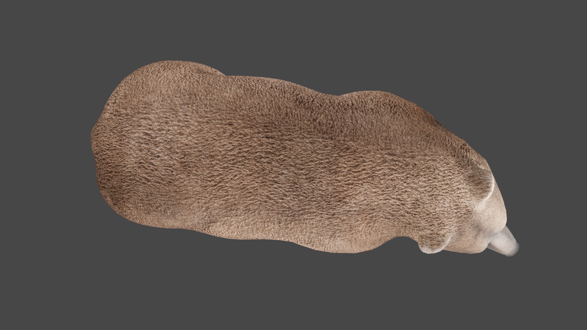 Bear Realestic 3d Model Model - TurboSquid 2365563