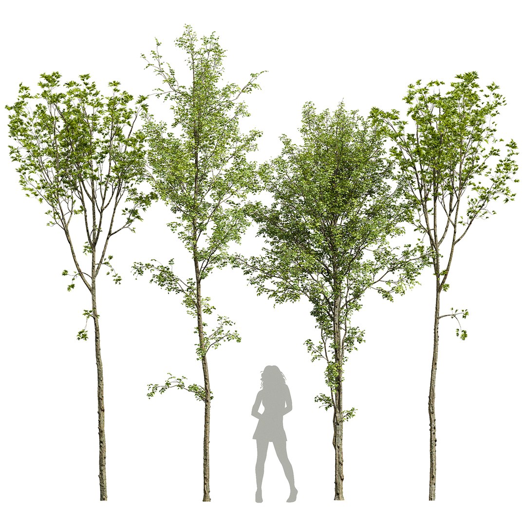 3D Spring Trees 03 Model - TurboSquid 2150011