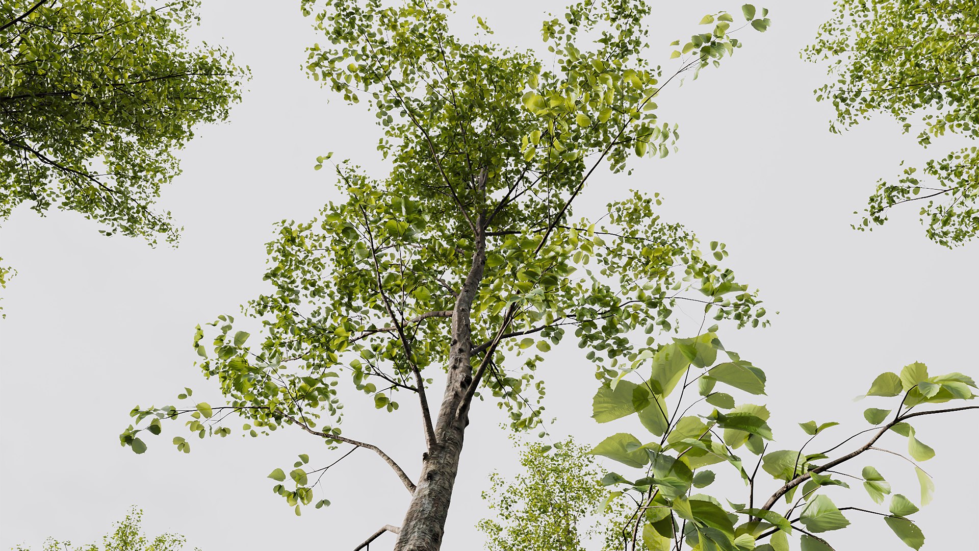 3D Spring Trees 03 Model - TurboSquid 2150011