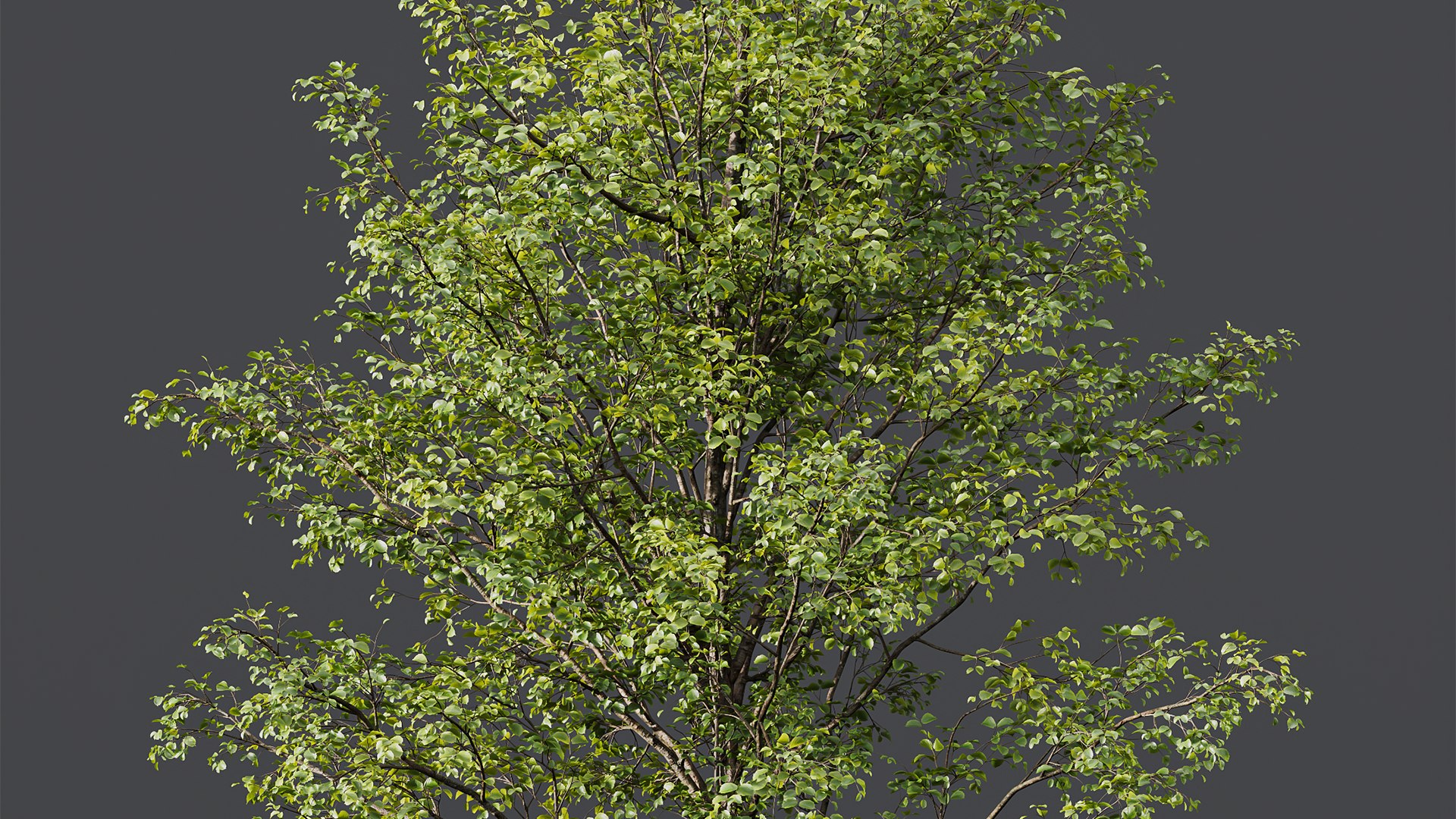 3D Spring Trees 03 Model - TurboSquid 2150011