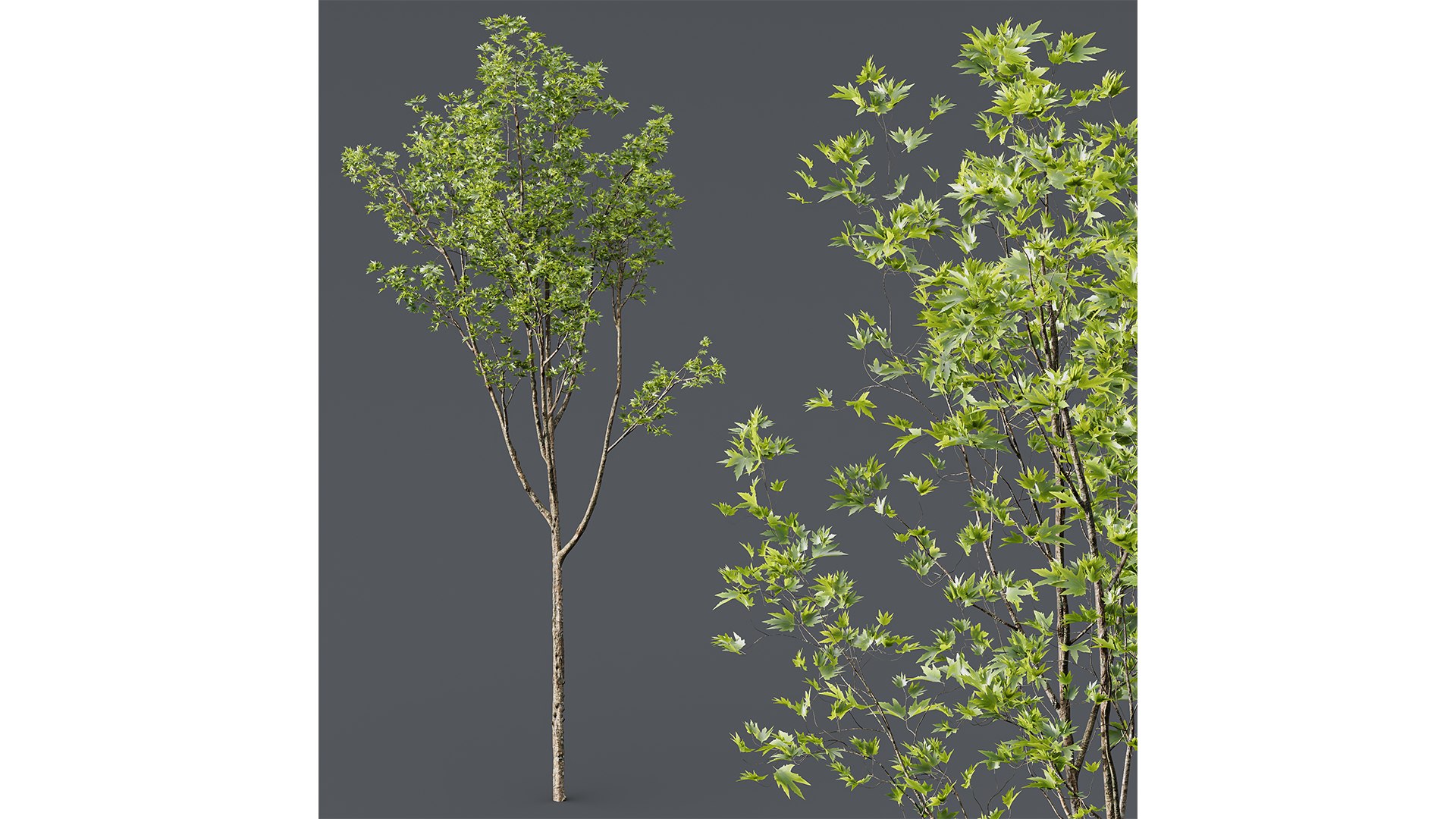 3D spring trees 03 model - TurboSquid 2150011