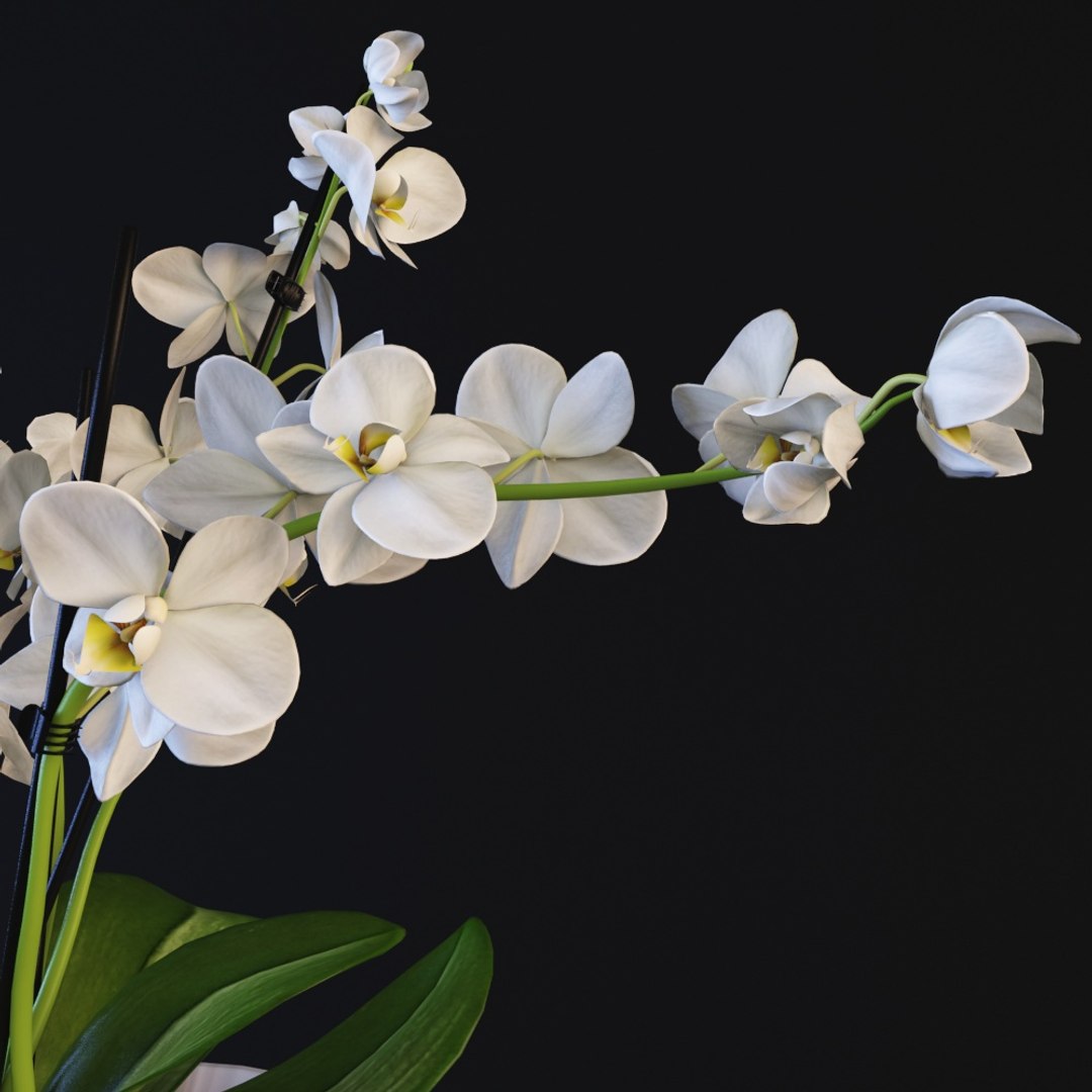 3d Orchid Model