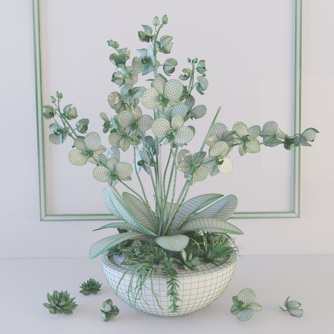 3d Orchid Model