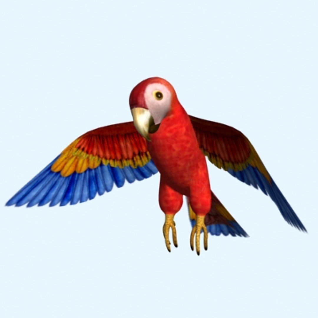 Parrot Bird 3d Max