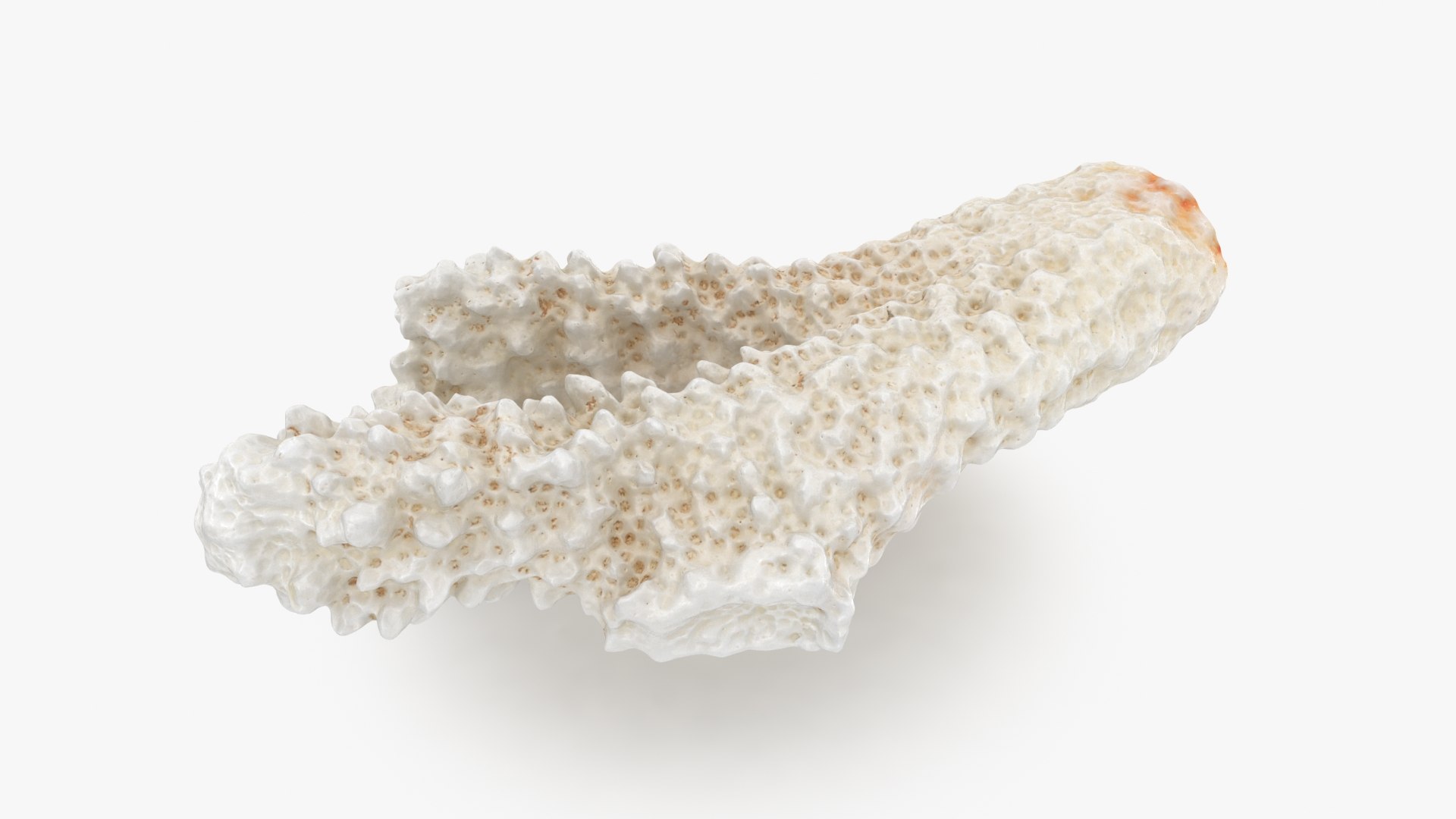 Acropora Florida 01 3D - TurboSquid 2128614