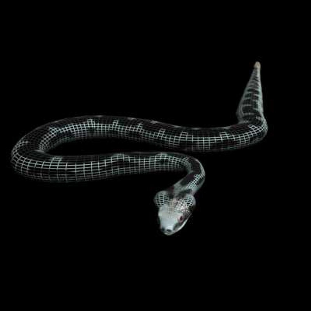 Snake Animation 3d Model