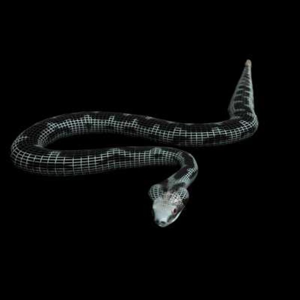 snake animation 3d model