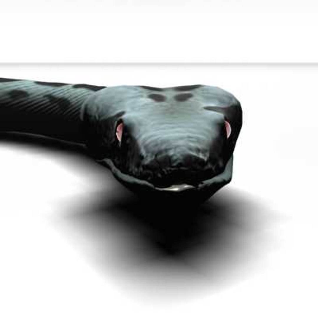 Snake Animation 3d Model