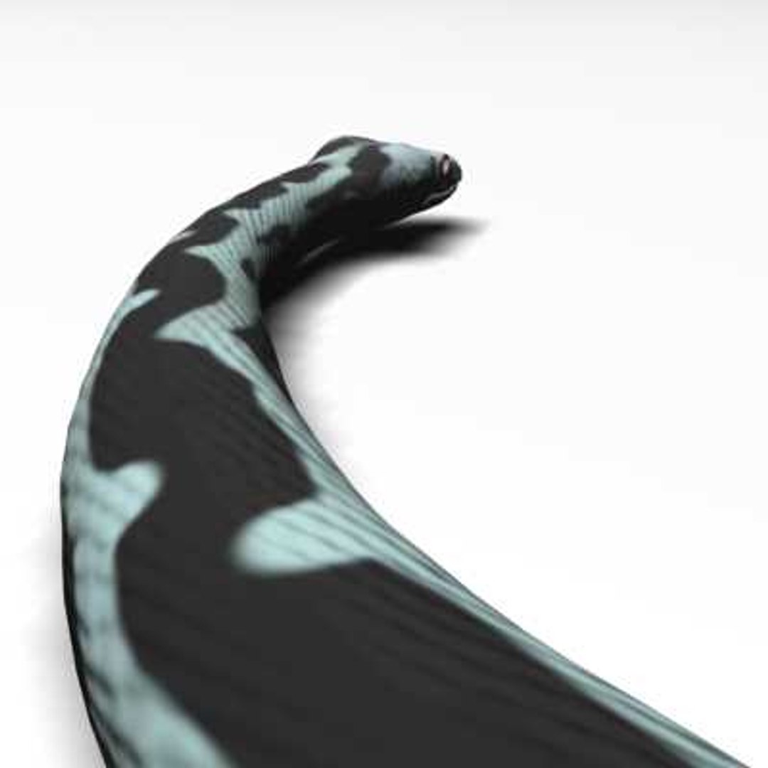 Snake Animation 3d Model