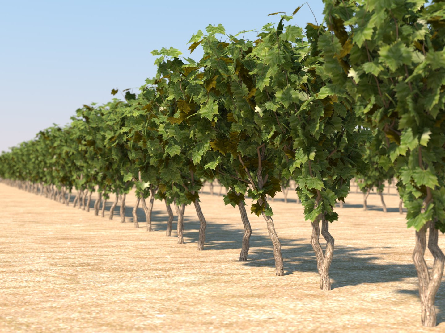 3d Model Pack Vineyard