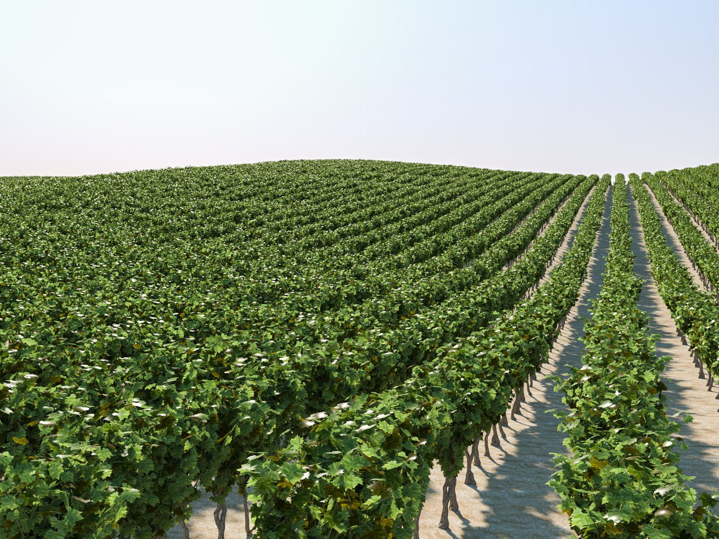 3d Model Pack Vineyard