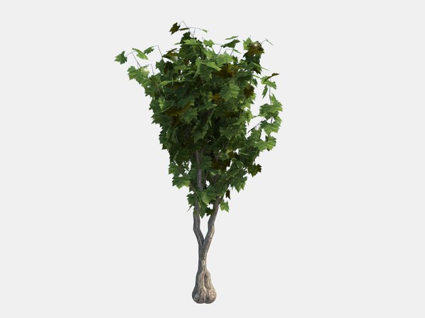 3d model pack vineyard