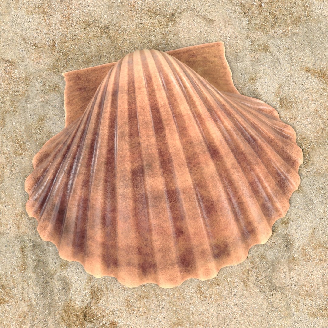Pecten Fumatus 3d 3ds