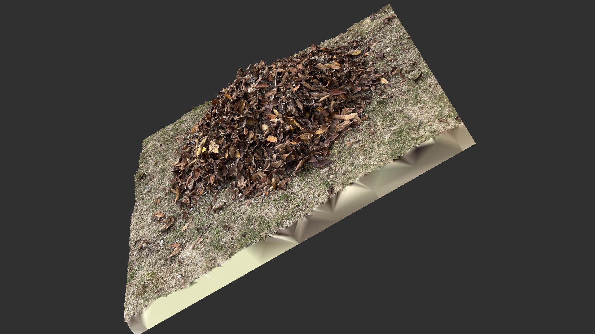 3D Leaves On The Ground 3d Scan Model - TurboSquid 1993319