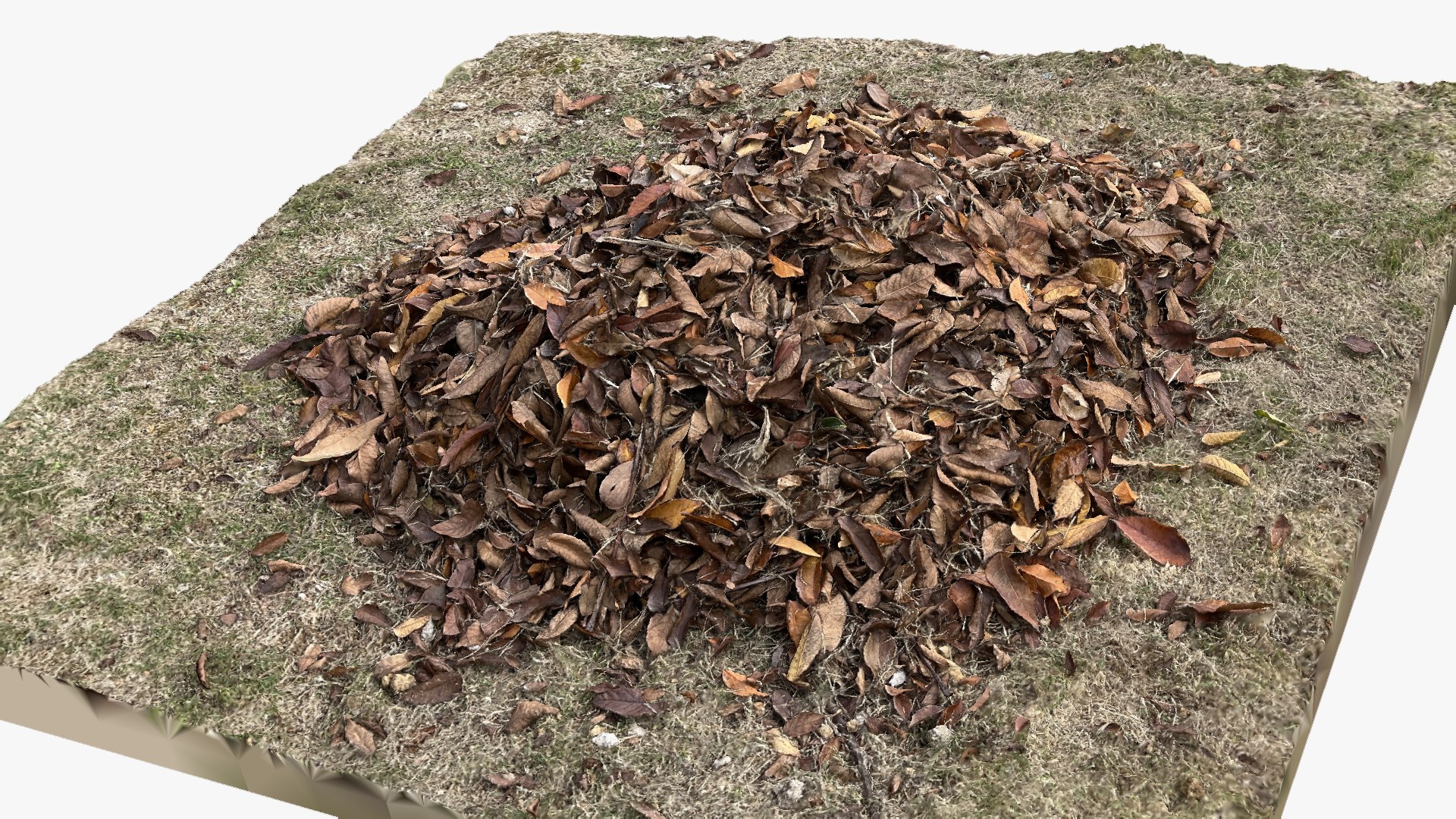 3D Leaves On The Ground 3d Scan Model - TurboSquid 1993319