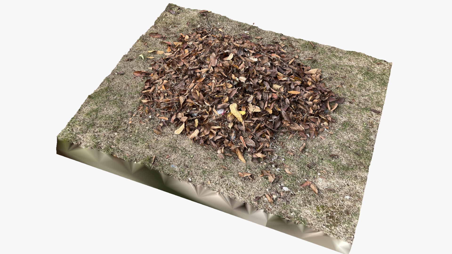 3D Leaves On The Ground 3d Scan Model - TurboSquid 1993319