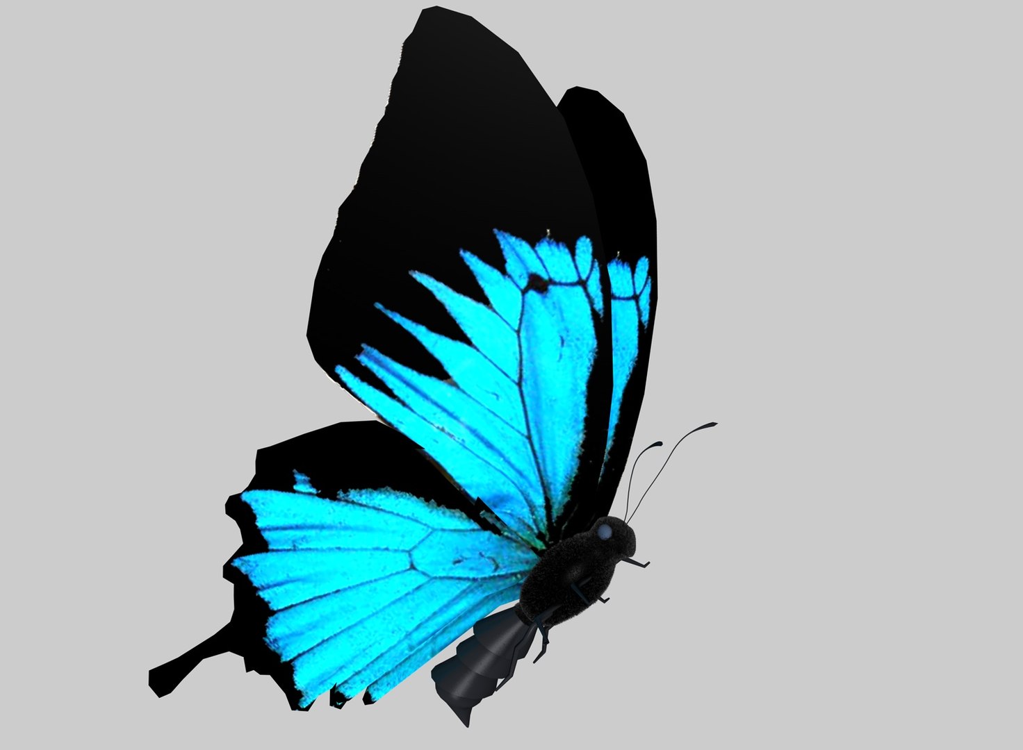 c4d butterfly wings