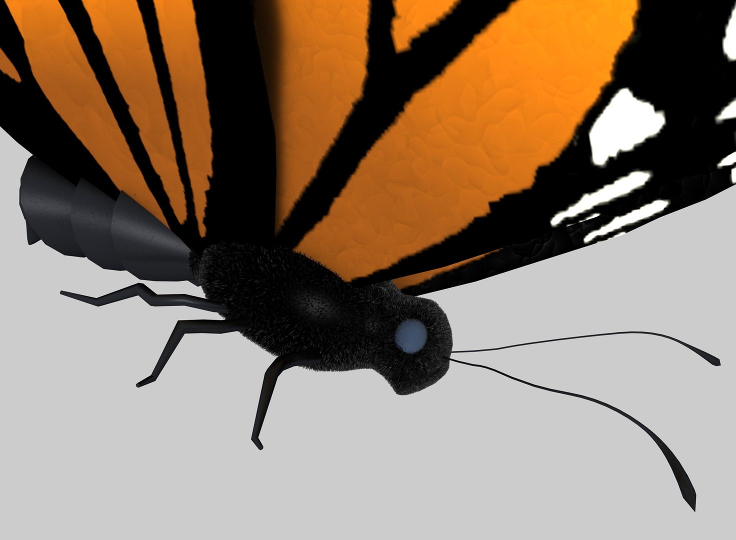 c4d butterfly wings