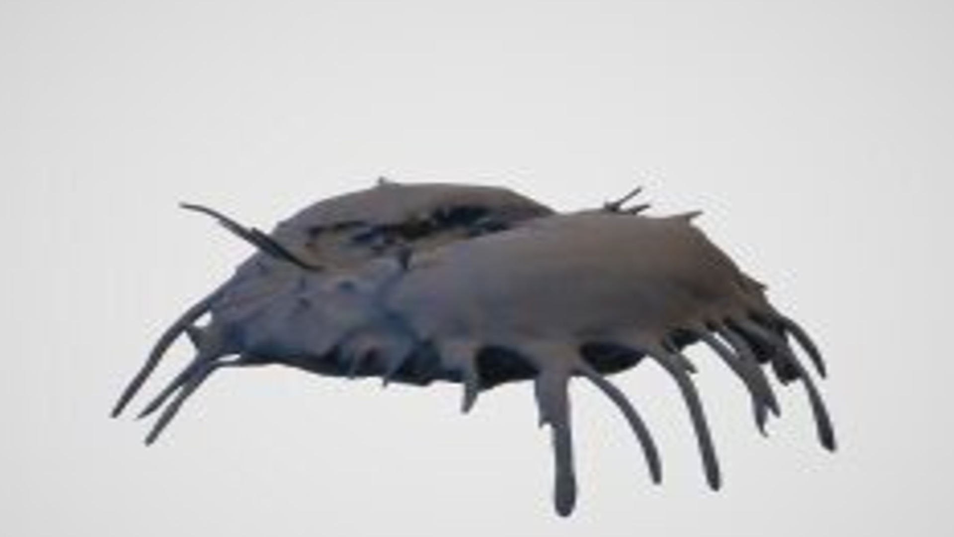 3D Model Grotesque Webbed Horror Cockroach 3D Model FBX - TurboSquid ...