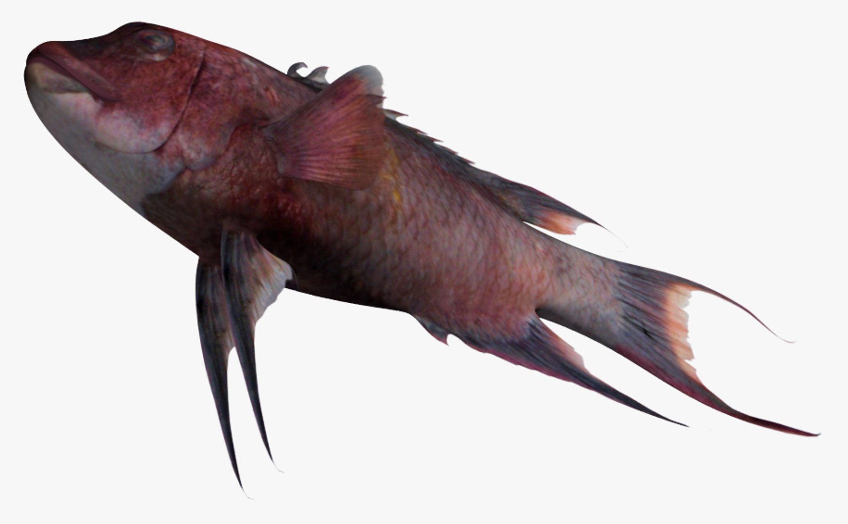Mexican Hogfish 3D Model - TurboSquid 1165128