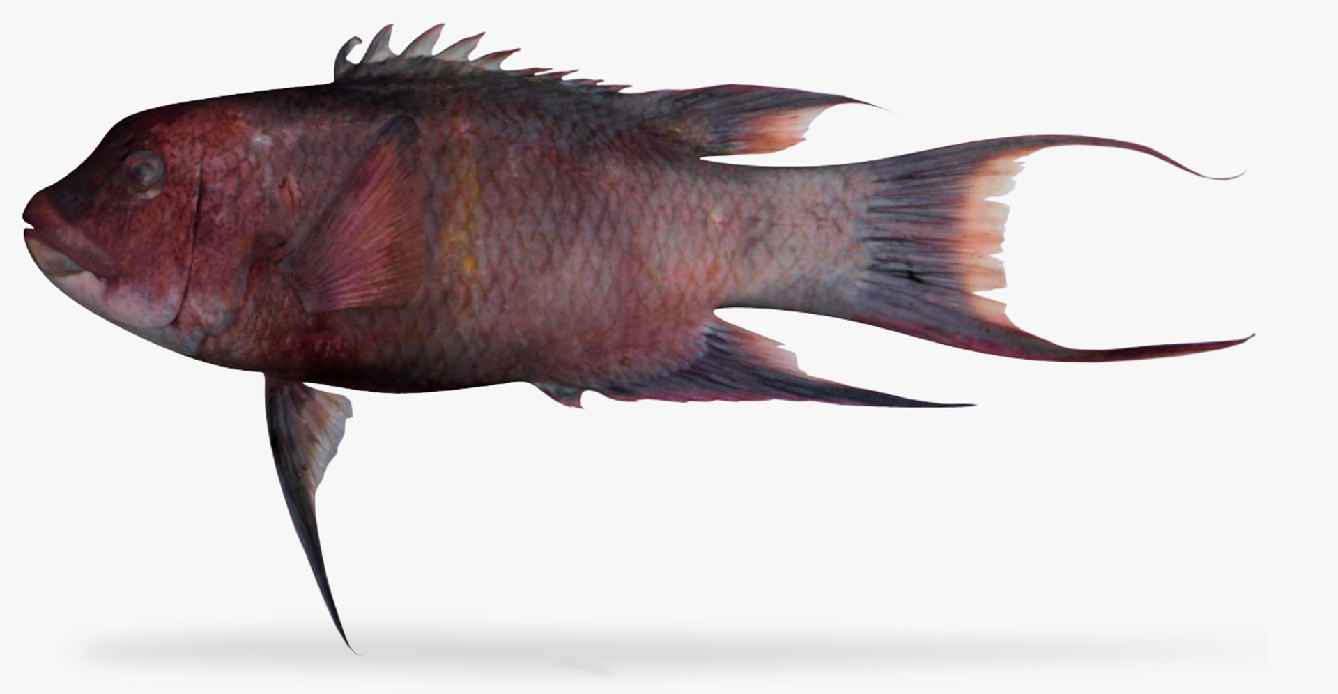 Mexican Hogfish 3D Model - TurboSquid 1165128