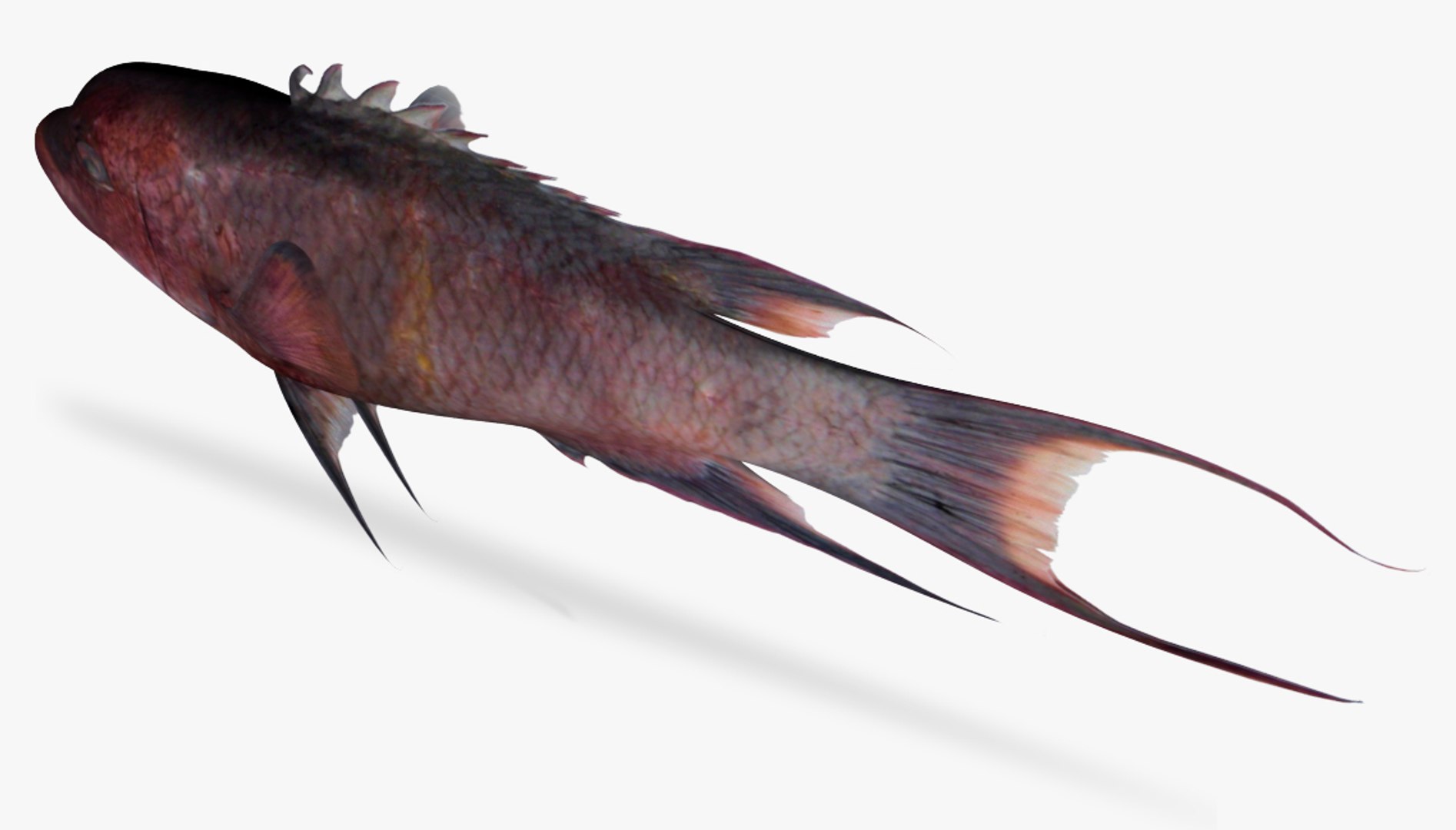 Mexican Hogfish 3D Model - TurboSquid 1165128