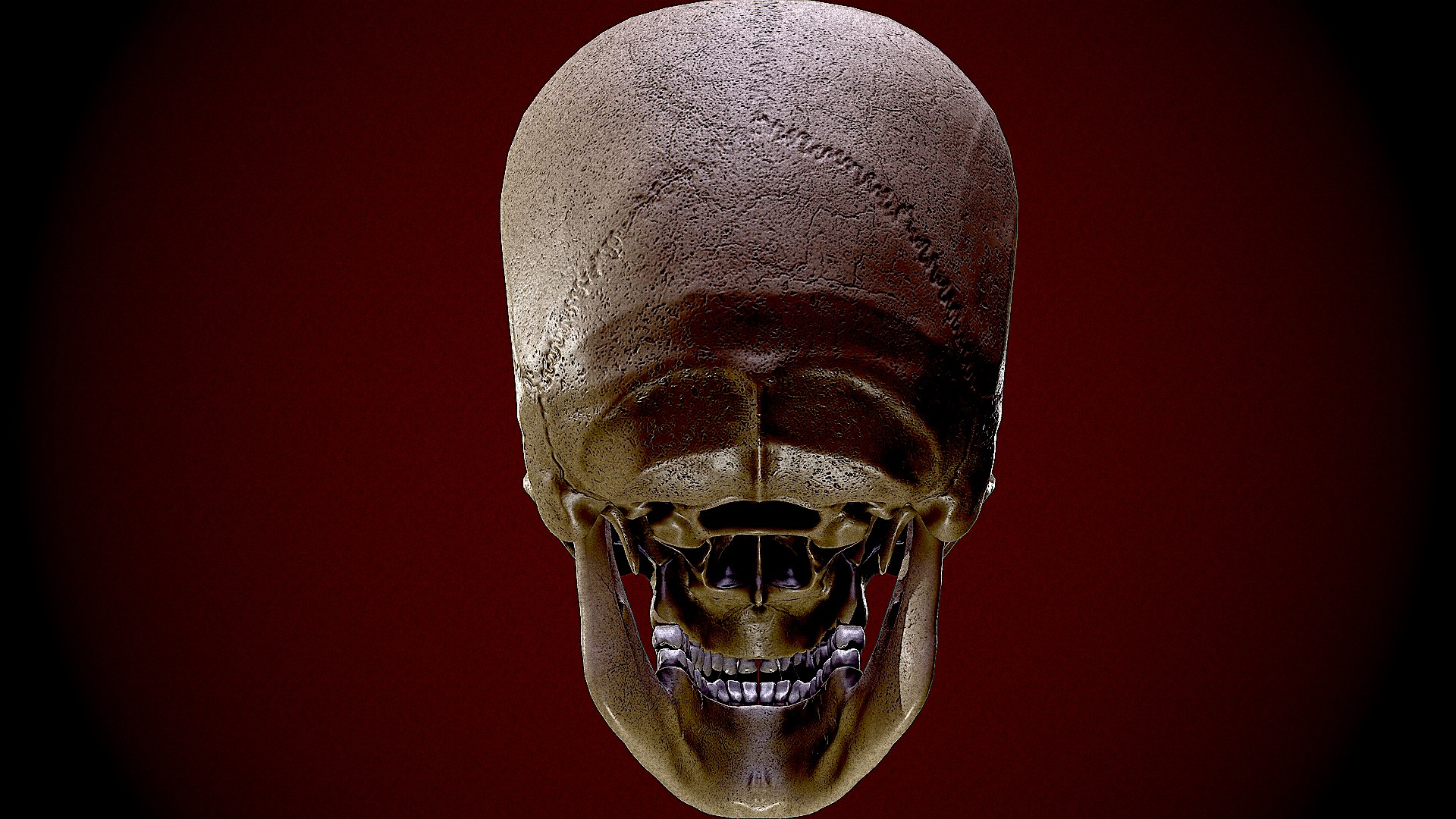 Realistic Human Skull 3D - TurboSquid 2002285
