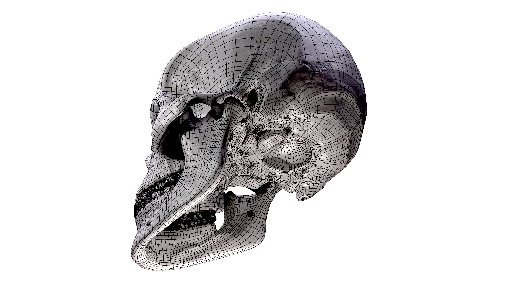 Realistic Human Skull 3D - TurboSquid 2002285