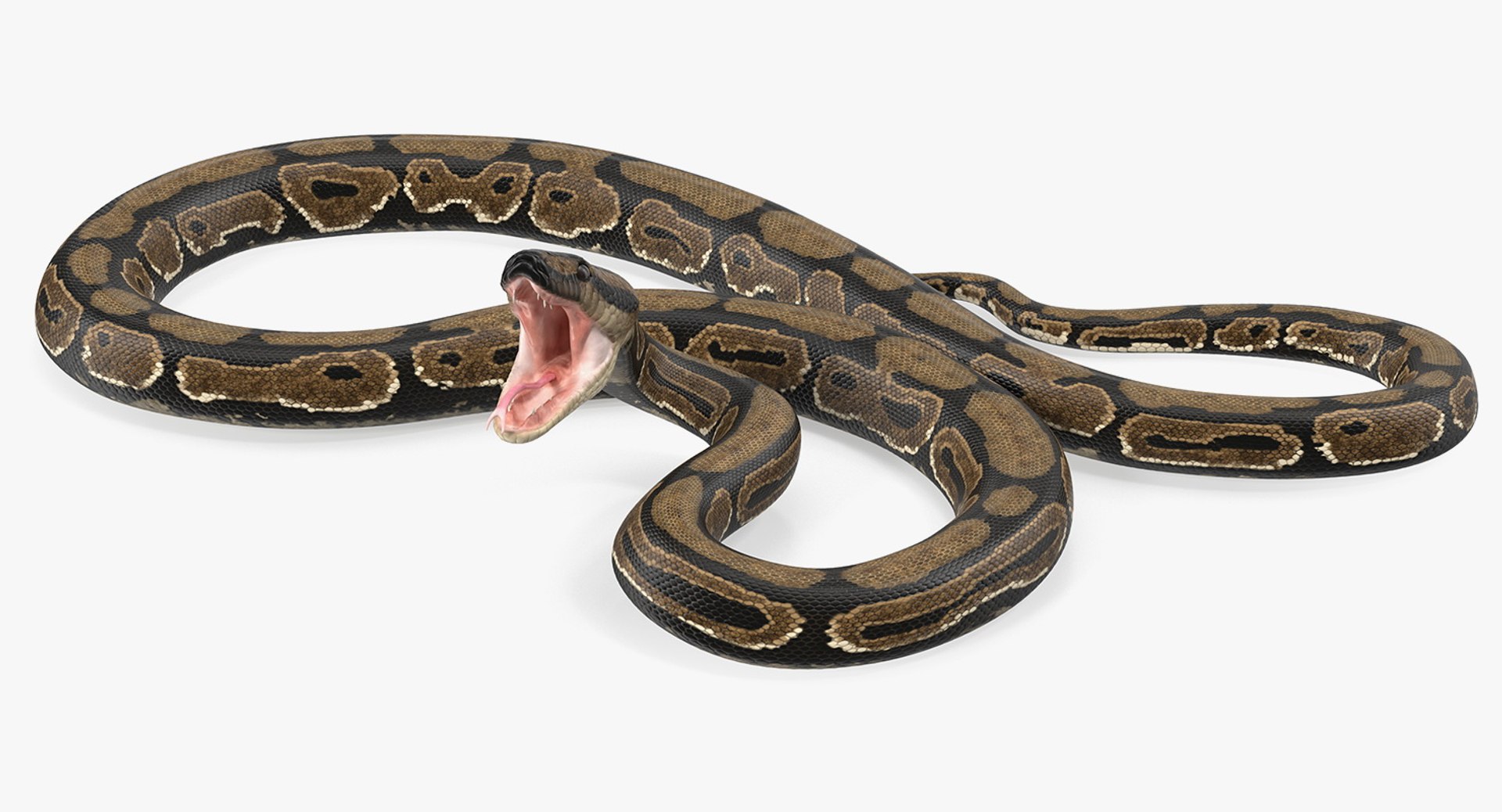 Brown Python Snake Rigged 3D Model - TurboSquid 1434024