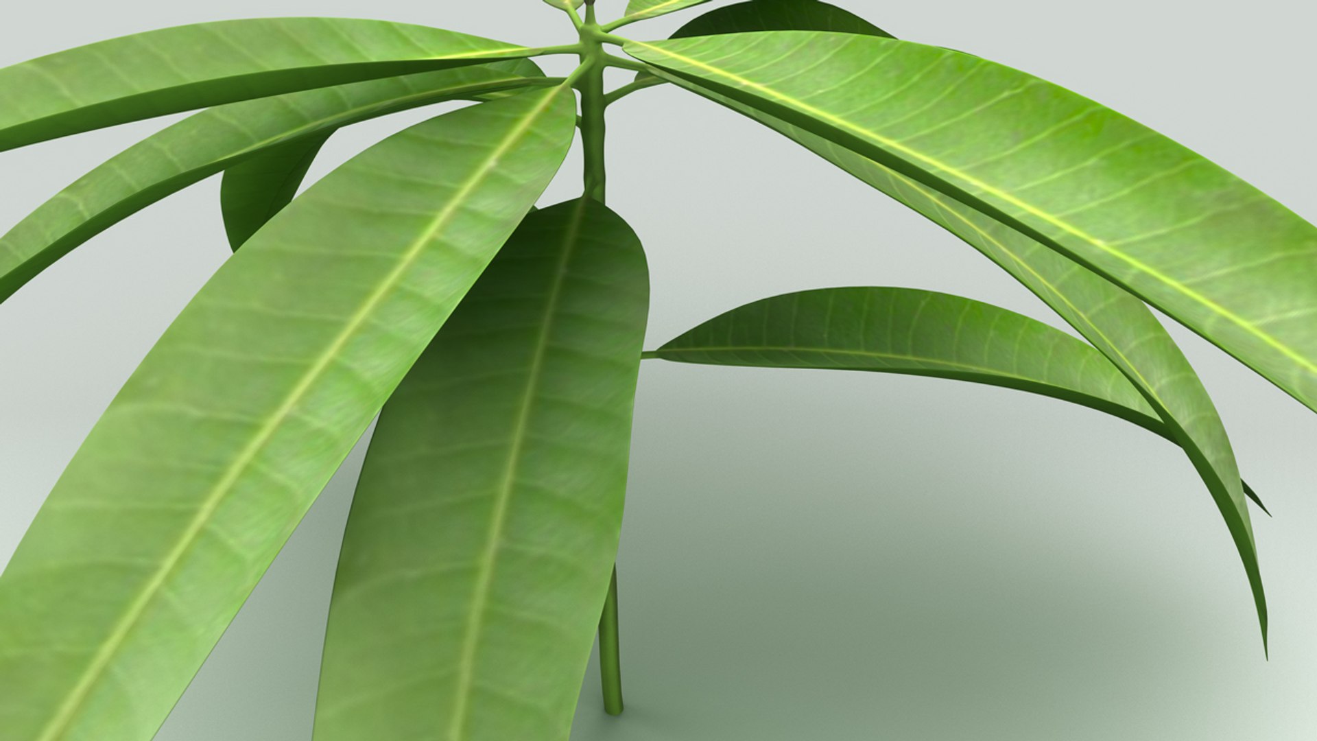 3d Obj Mangifera Mango