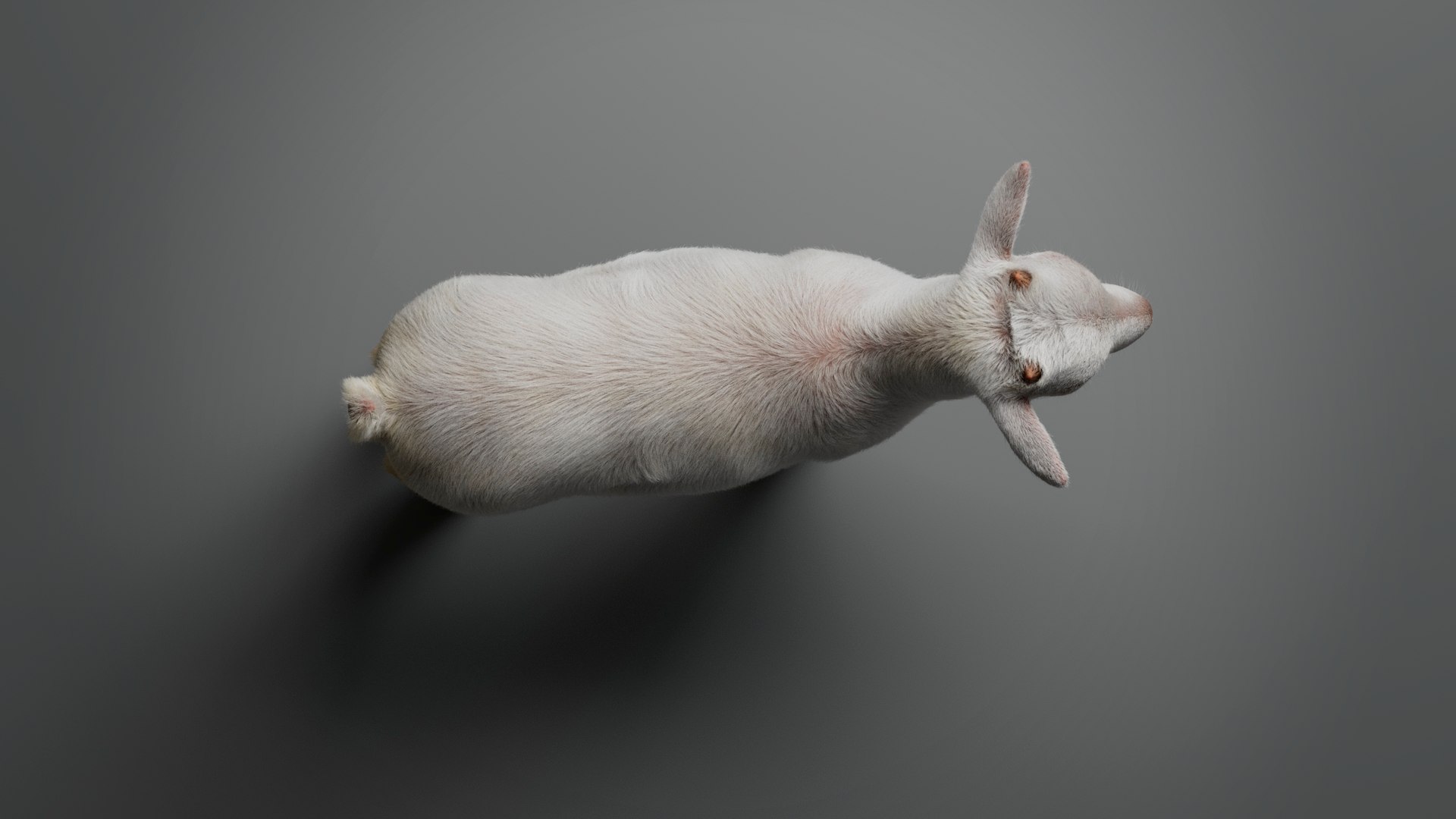 Realistic Little Baby Goat With Fur Faceial Rig3D Model 3D Model ...