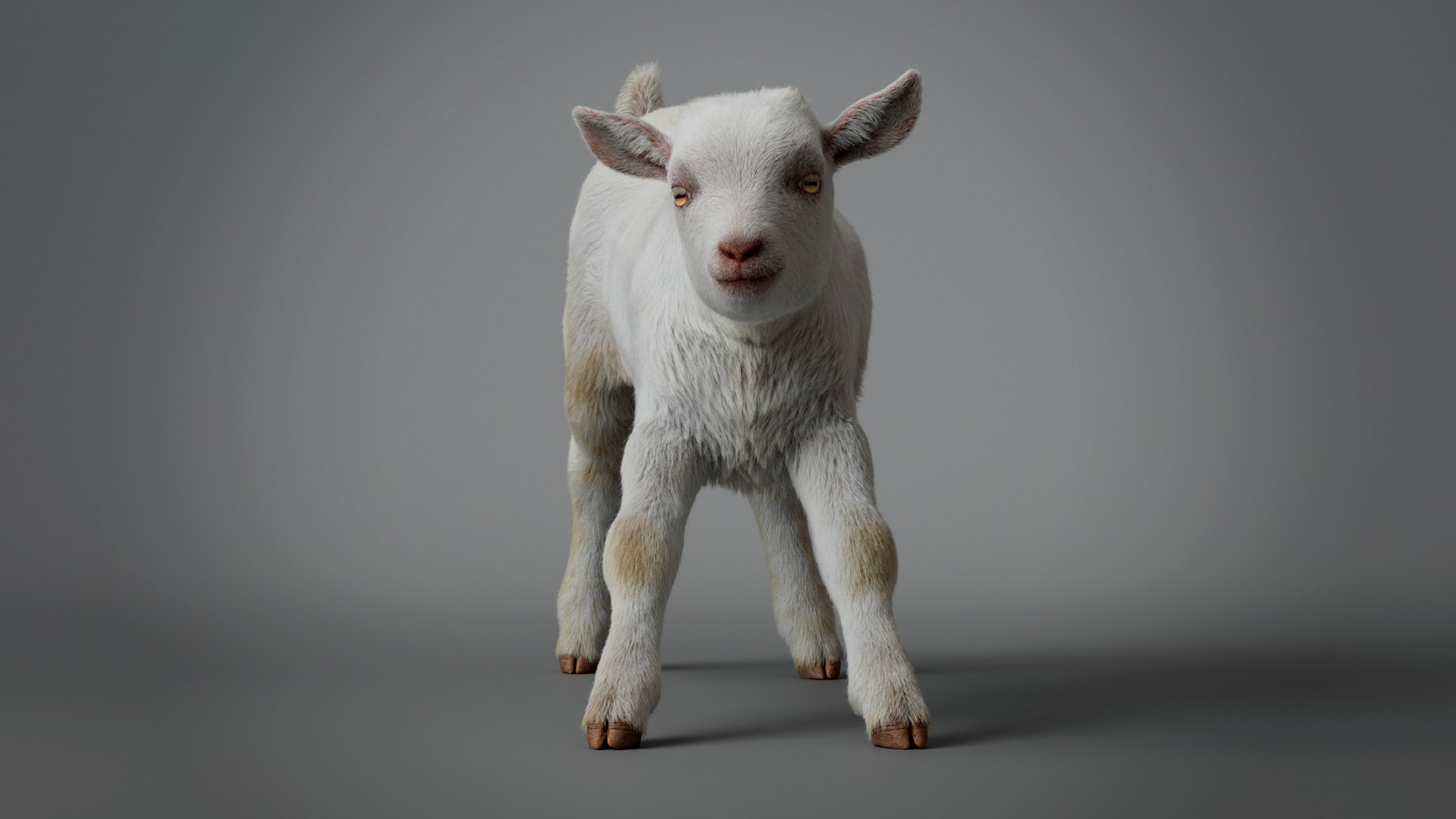 Realistic Little Baby Goat With Fur Faceial Rig3D Model 3D Model ...