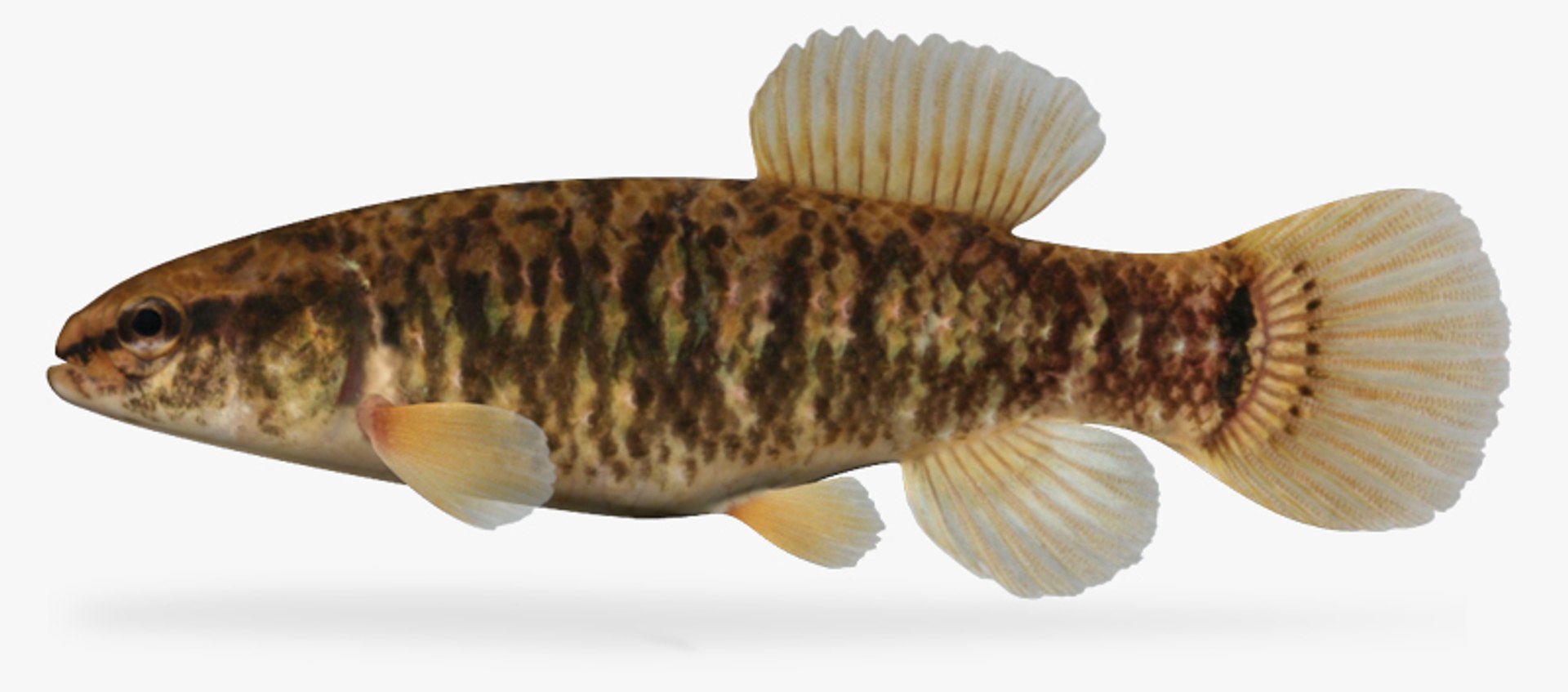 3d Umbra Limi Central Mudminnow