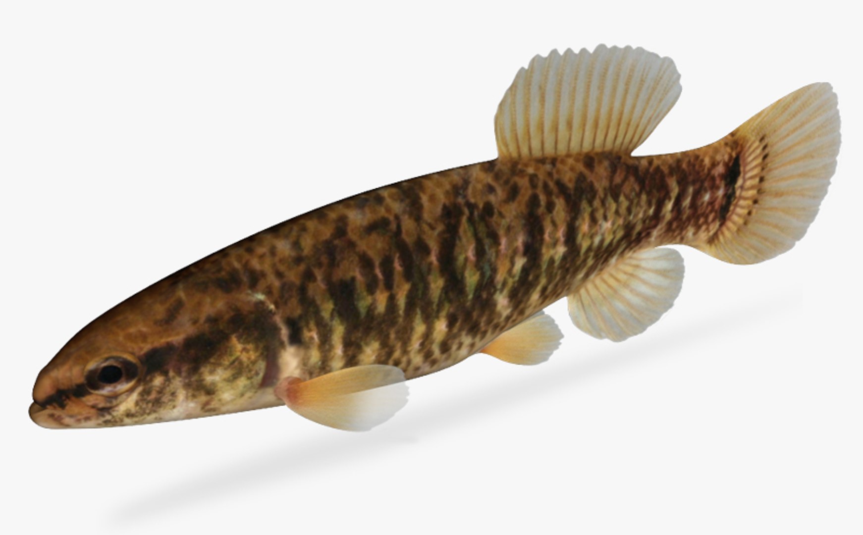 3d Umbra Limi Central Mudminnow